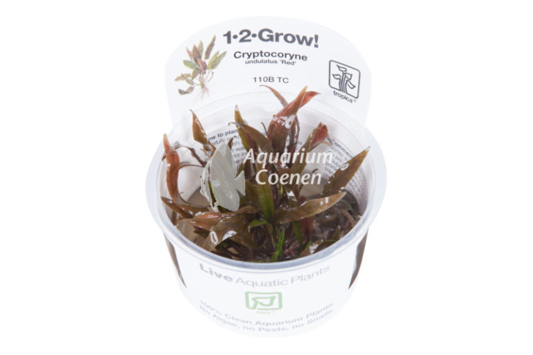 Cryptocoryne undulatus 'Broad Leaf' 1-2-Grow! - Aquarium Coenen