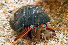 maandacties aquariumwinkel | aanbiedingen aquarium | zout- en zoetwater