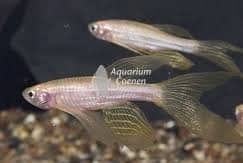 maandacties aquariumwinkel | aanbiedingen aquarium | zout- en zoetwater