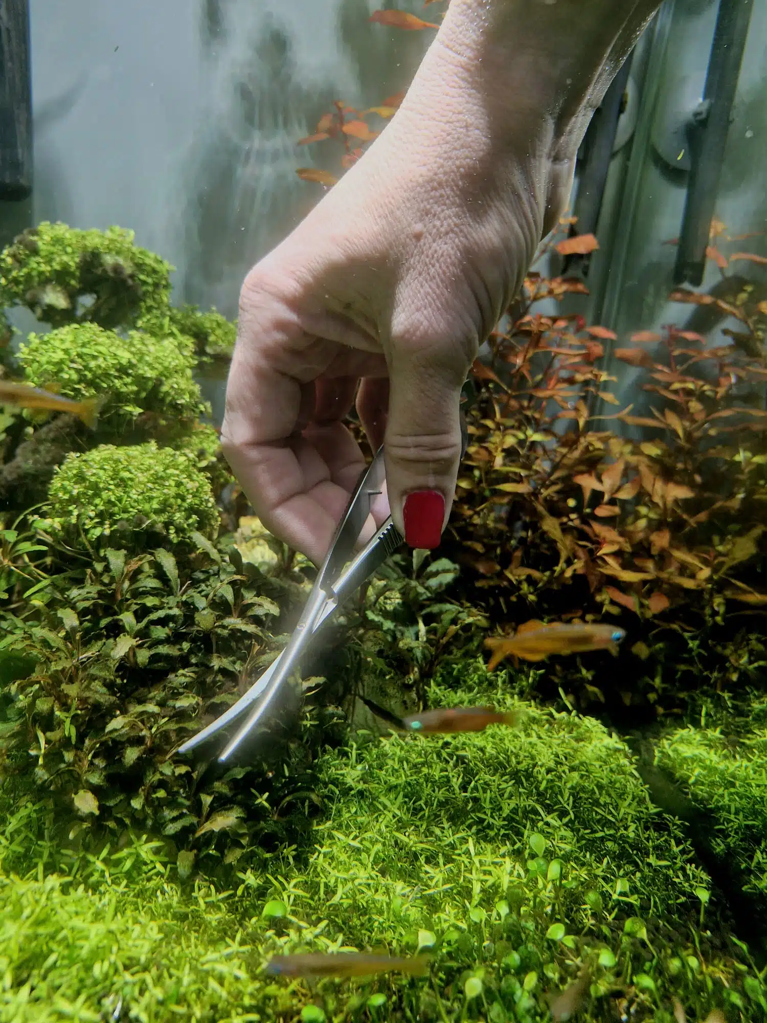 maatwerk | onderhoud | aquarium | aquaria | aquarium Coenen Best