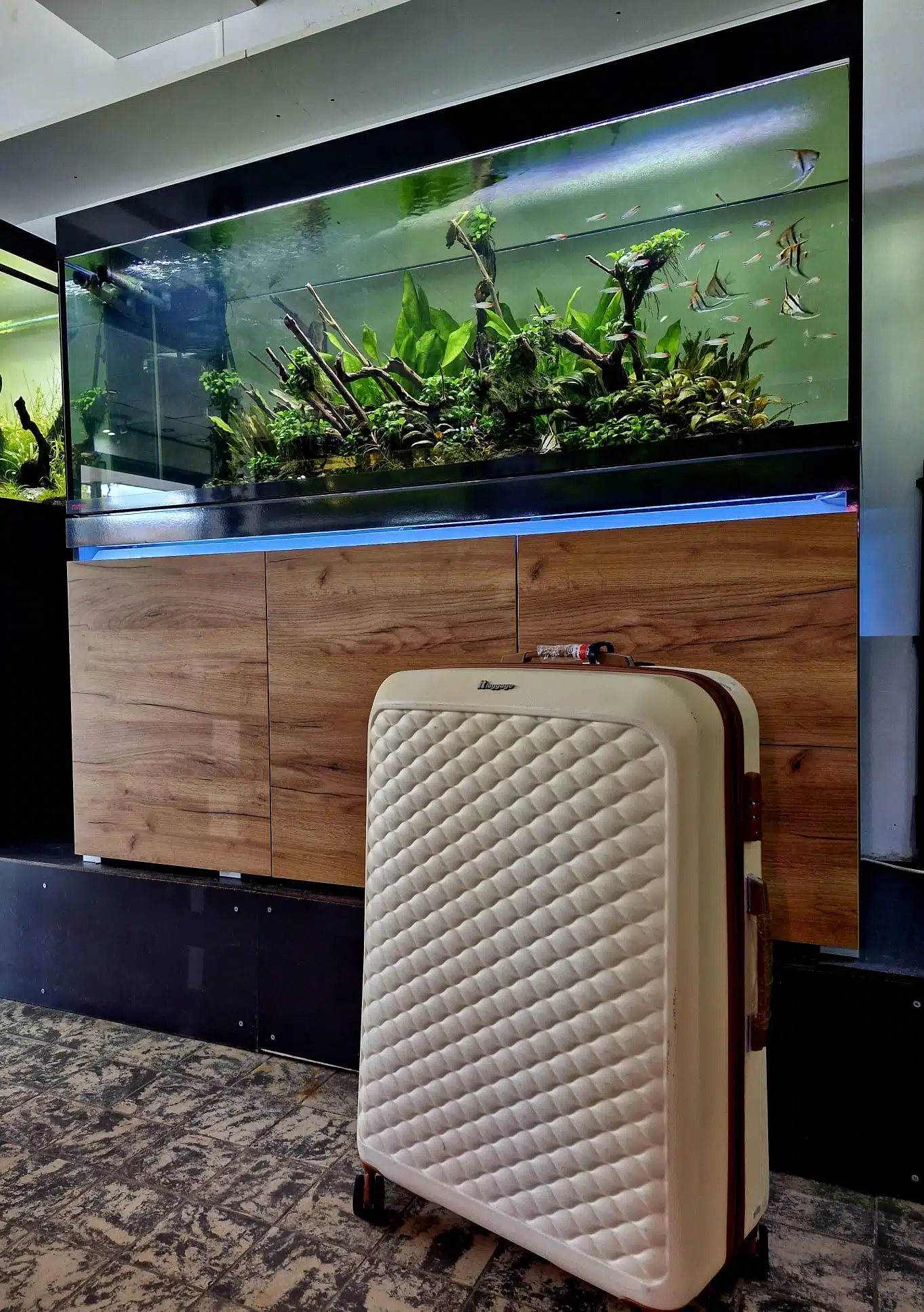 maatwerk | onderhoud | aquarium | aquaria | aquarium Coenen Best
